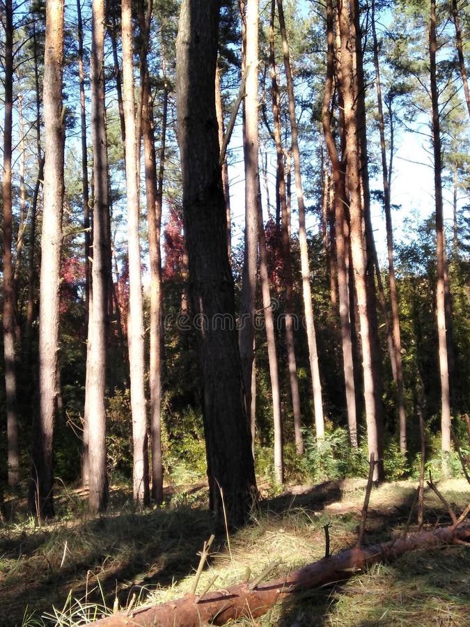 Pine Forest. Tall Tree Trunks. Light and Shadow Stock Image - Image of ...