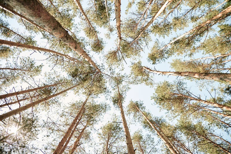 Pine Forest. Tall Trees from the Lower Angle Stretch into the Sky Stock ...