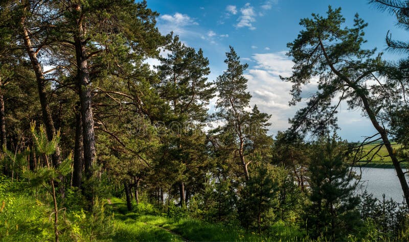 Pine Forest, Tall Trees and a Trail, a Place of Rest Stock Photo ...