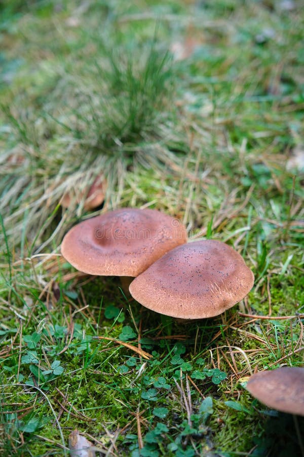 In the Pine Forest, Toadstool Mushrooms Stock Image - Image of closeup ...