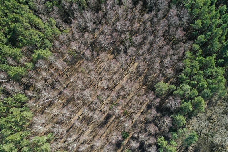 Pine Forest Top View Aerial Photography from a Drone Stock Image ...