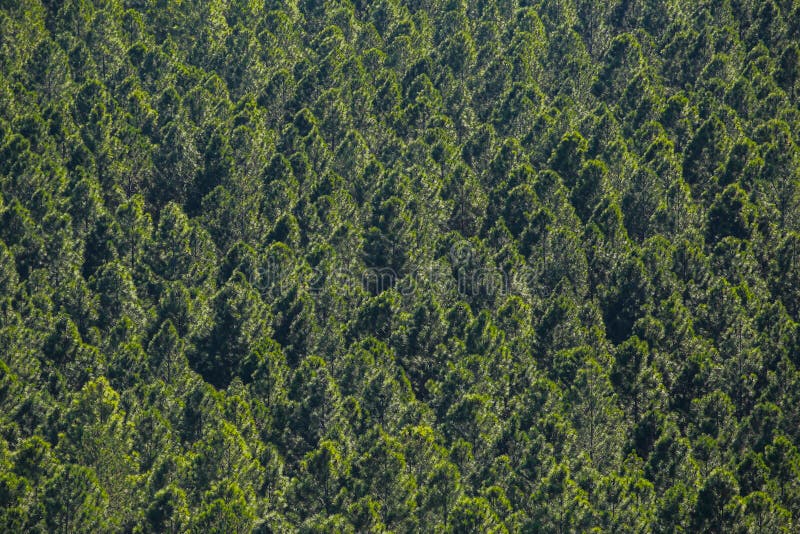 View of the Sky from the Coniferous Forest. Stock Photo - Image of ...