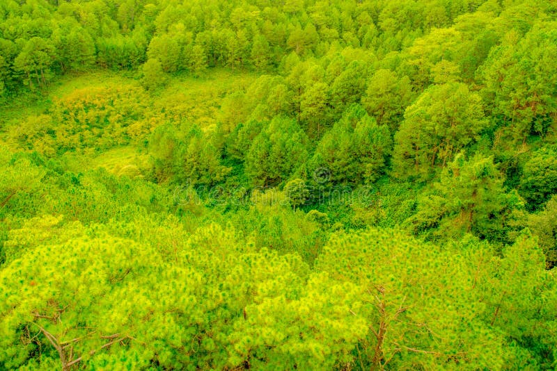 Pine Mountain Forest Surreal View - Lush Purple Texture Stock Image ...