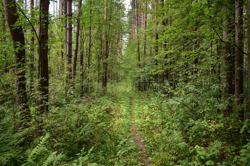 Pine Forest. a Trail through the Forest. Coniferous and Deciduous Trees ...