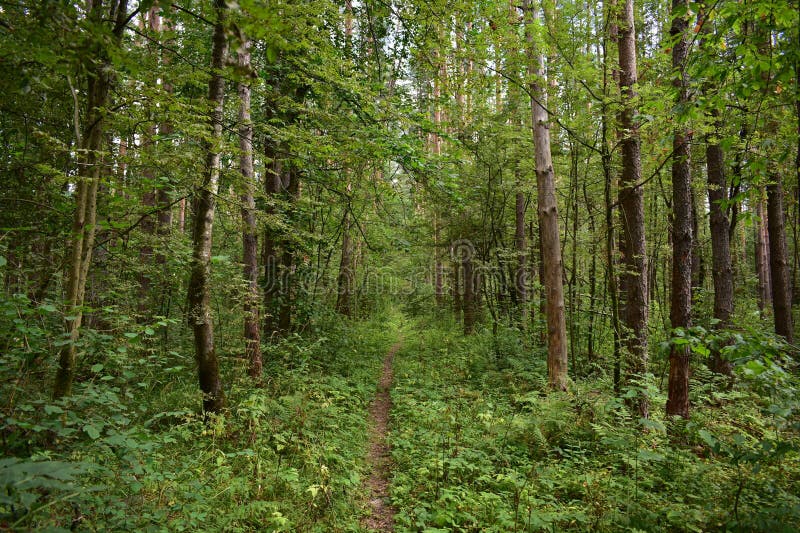 Pine Forest. a Trail through the Forest. Coniferous and Deciduous Trees ...