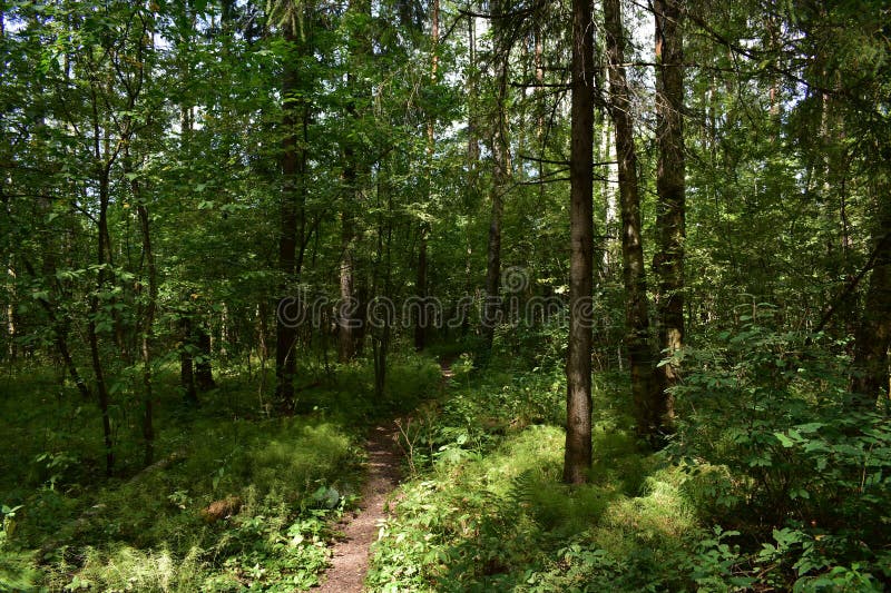 Pine Forest. a Trail through the Forest. Coniferous and Deciduous Trees ...