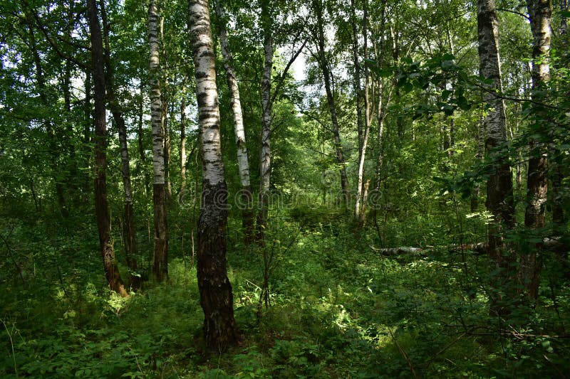 Pine Forest. a Trail through the Forest. Coniferous and Deciduous Trees ...