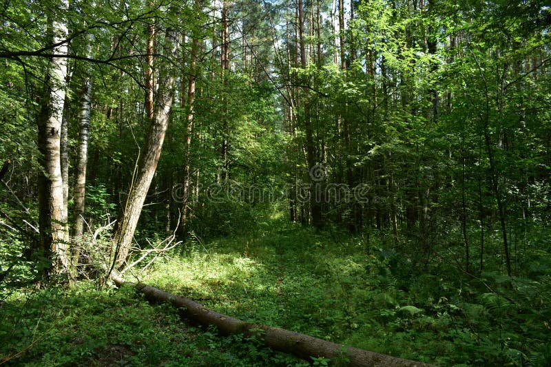 Pine Forest. a Trail through the Forest. Coniferous and Deciduous Trees ... Pine Forest. a Trail through the Forest. Coniferous and Deciduous Trees ...