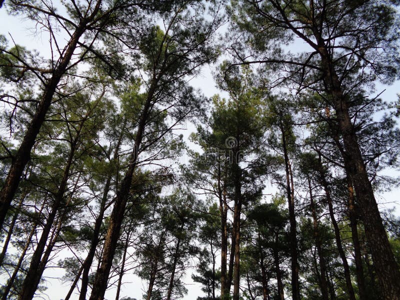 Pine forest stock image. Image of pine, plant, poster - 129458563