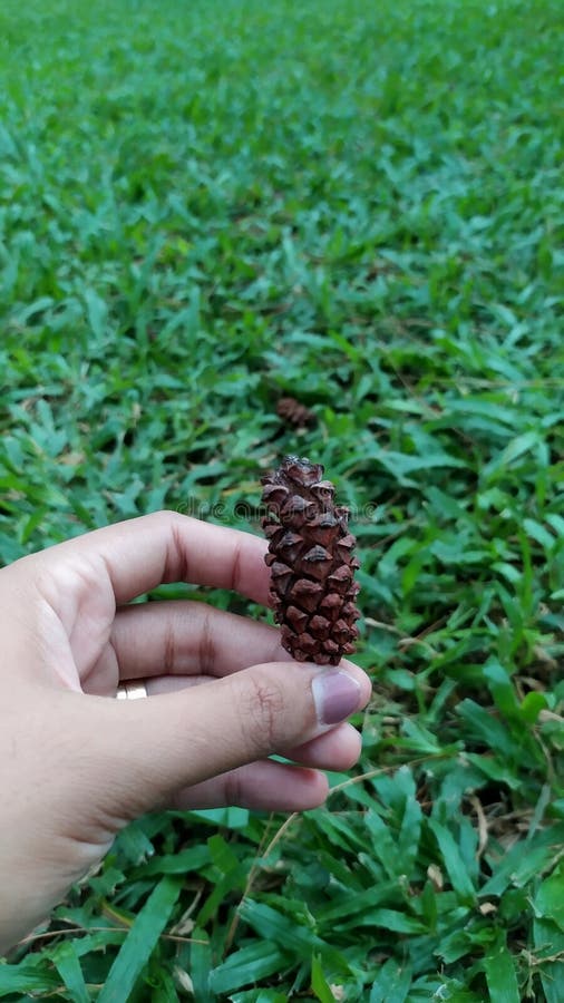 Pine Forest Tree Green Nature Naturally Nature Cool Mount River Cloud ...