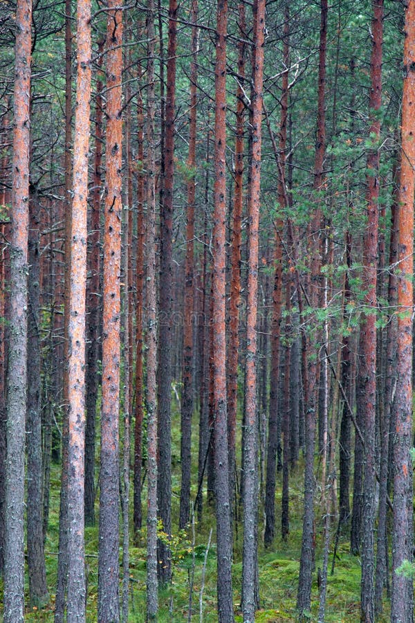Pine forest tree stock image. Image of hilly, landscape - 99107393