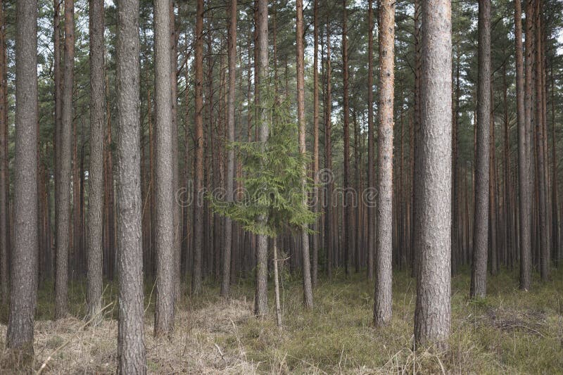 Pine Forest with Pine Tree Stems and a Single Firtree Stock Image ...