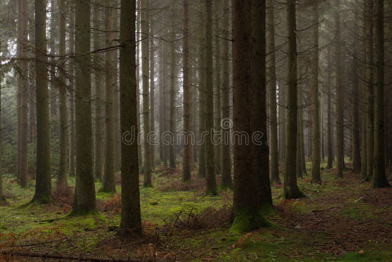 Pine forest stock image. Image of trunks, tree, bottom - 46404355