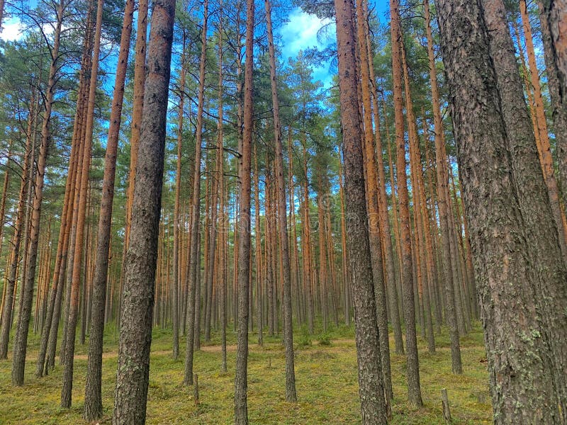 Pine Forest, Tree Trunks are Visible, Their Crowns are Visible High ...
