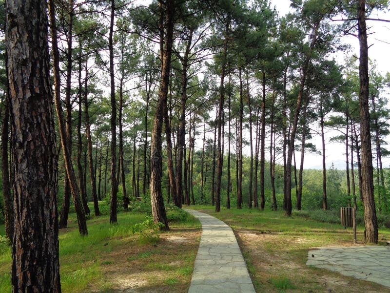 Pine forest stock photo. Image of view, forest, nature - 129451524