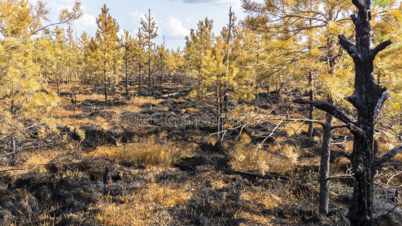 Pine Forest and Trees after the Fire in the Swamp. Panorama of ...