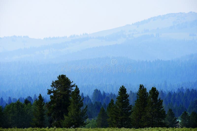 Pine Forest Trees with Misty Mountains Wilderness Smoke Stock Image ...