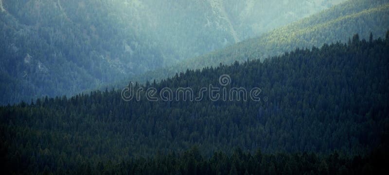 Pine Forest Trees and Mountains Wilderness Stock Photo - Image of fresh ...
