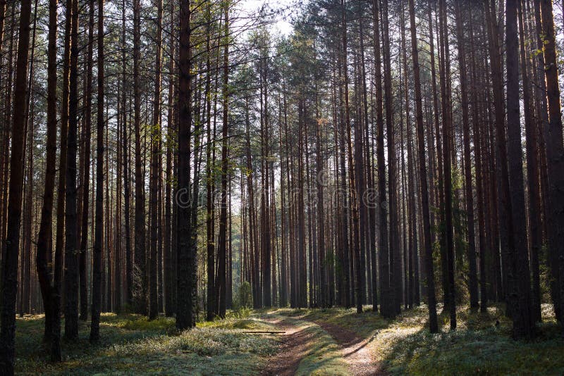 Pine Forest with Trees and a Path Covered with Moss in the Afternoon in ...
