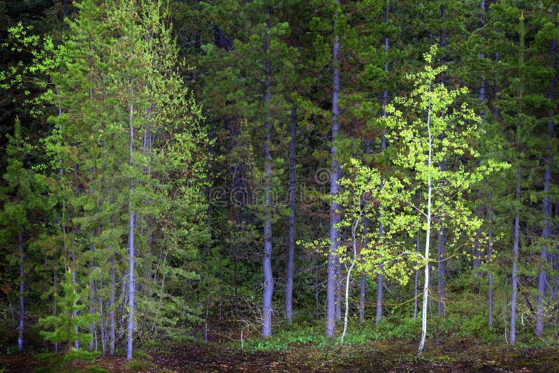 Pine Forest Trees in Wilderness and Mountains Stock Image - Image of ...