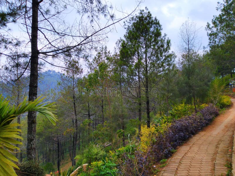 Pine Forest with Tropical Vibes Stock Image - Image of leaf, meadow ...