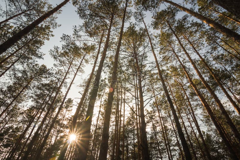Pine Forest Under Cloudy Blue Sky Bottom View.Evening in a Pine Forest ...