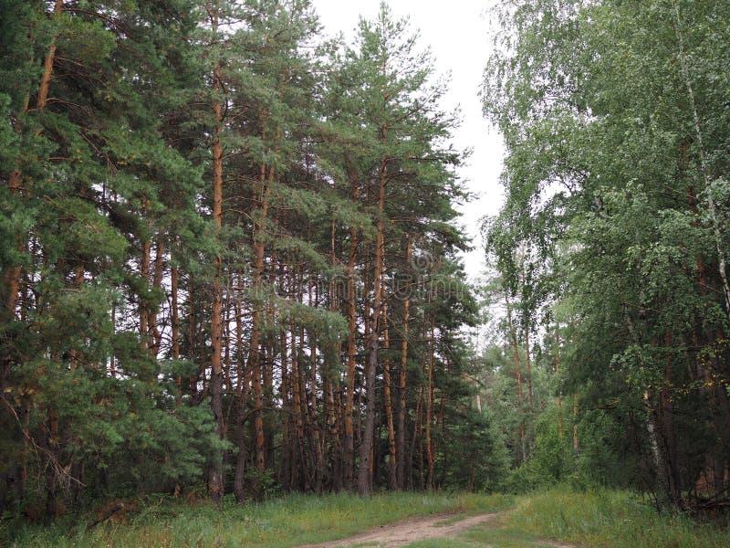Pine Forest Under Deep Blue Sky in Mountain Carpathians Stock Image ...