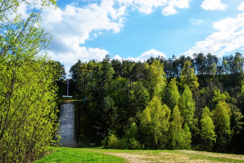 Pine Forest Under Deep Blue Sky in Mountain Stock Photo - Image of ...