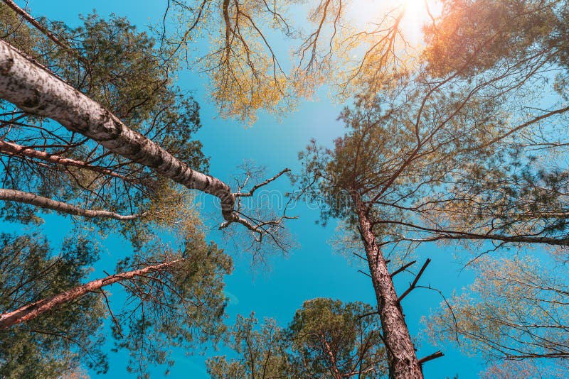 Pine Trees Wood Top. View Up In Forest With Blue Sky Evergreen Nature ...