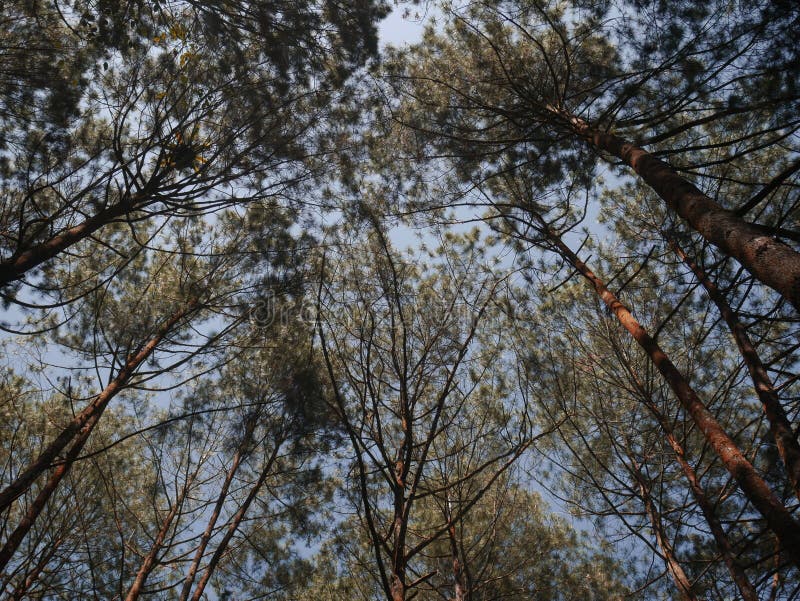 Pine Forest from Upward View Stock Photo - Image of upward, forest ...