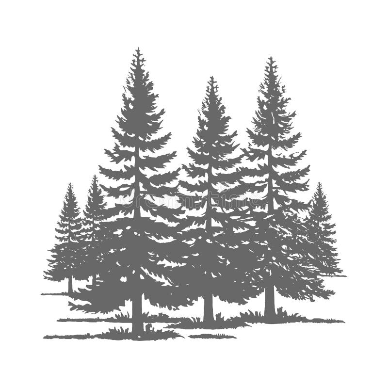 Pine Forest Vector Designillustration Stock Illustrations – 1 Pine ...