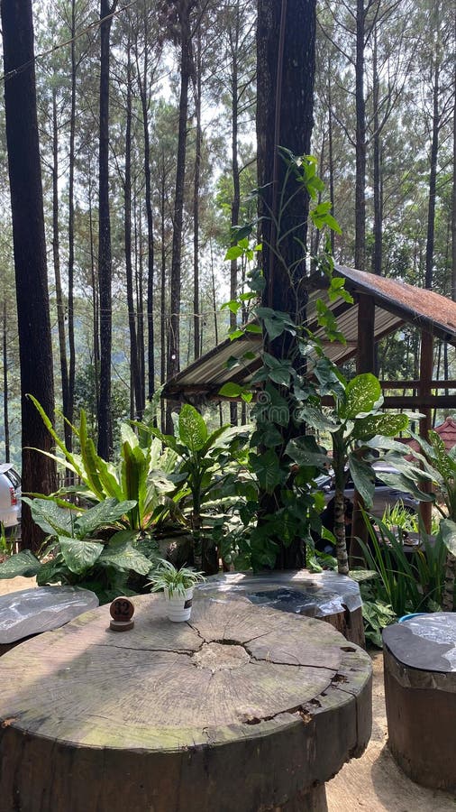 Pine forest very beautiful stock photo. Image of flower - 337606572