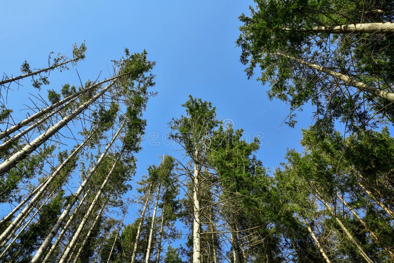 Pine Forest, View from Below on the Crowns of Green Trees Stock Image ...
