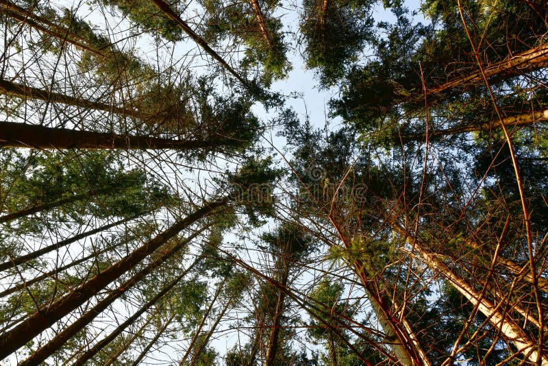 Pine Forest, View from Below on the Crowns of Green Trees Stock Image ...