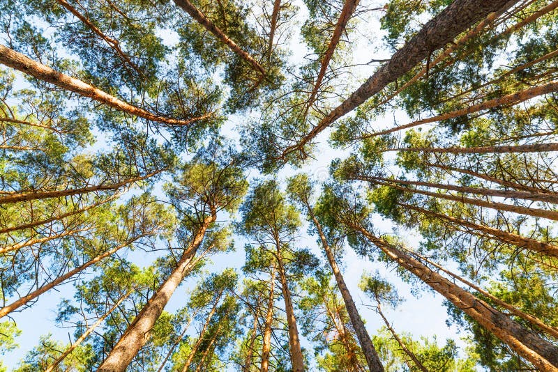 Forest top view from below stock image. Image of landscape - 36332245