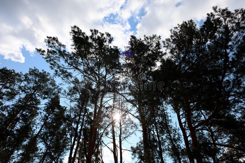 View from the Bottom Up on the Branches of Trees through Which the Sun ...