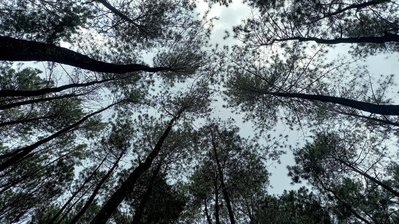 Pine Forest View Photographed from Under the Trees Stock Image - Image ...