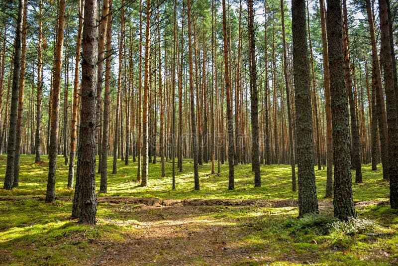 Pine Forest, Walk in the Forest, Tree Trunks Stock Photo - Image of ...