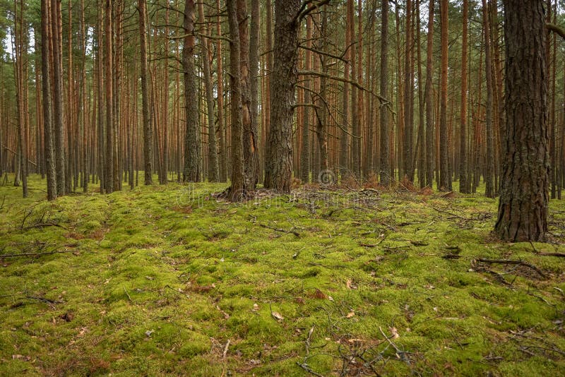 Pine Forest, Walk in the Forest, Tree Trunks Stock Image - Image of ...