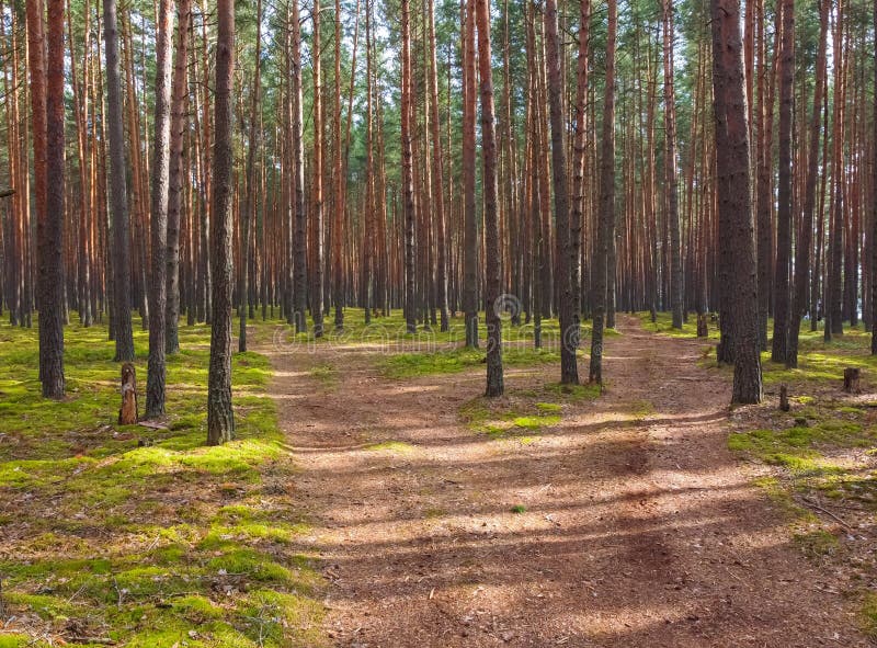 Pine Forest, Walk in the Forest, Tree Trunks Stock Image - Image of ...