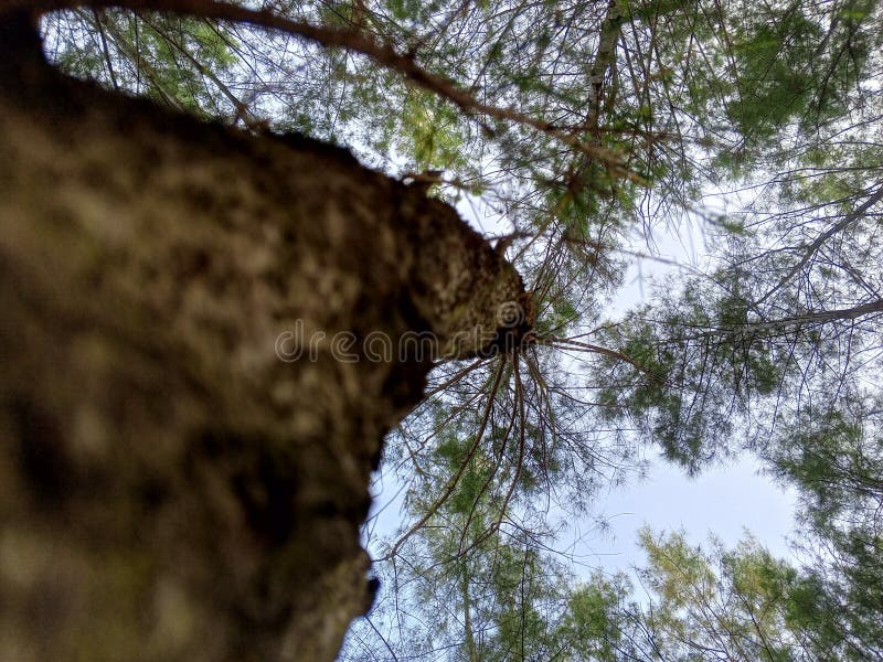 Pine Forest Which is One of the Natural Tourist Objects in Malang Stock ...