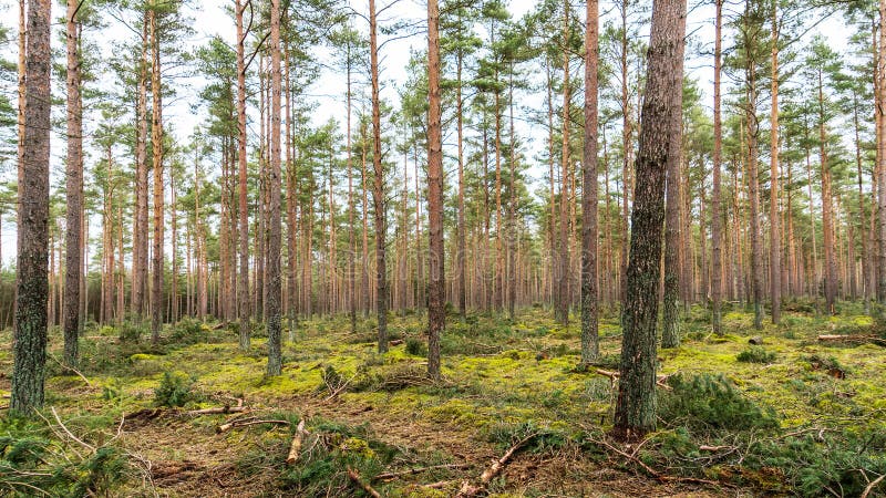 Pine forest in wide format stock image. Image of soft - 142611541