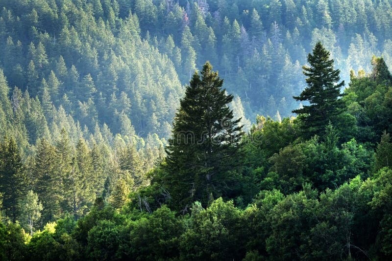 Pine Forest in Wilderness Mountains Stock Image - Image of grow ...