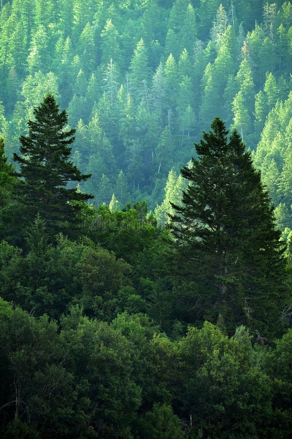 Pine Forest in Wilderness Mountains Stock Photo - Image of conserve ...