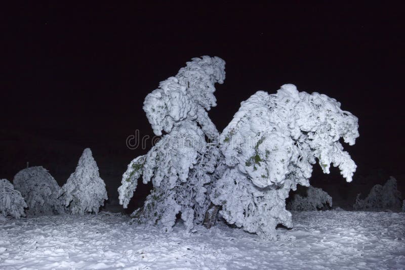 Pine Forest at the Winter Night Stock Image - Image of scene, cold ...