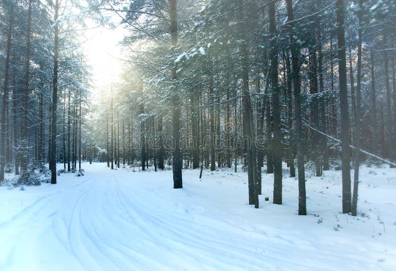 January Winter Landscape in Forest Stock Photo - Image of frost, dense ...