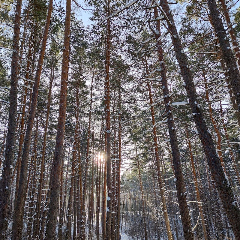 Pine Forest in Winter, with Snow and Sunlight between the Trees Stock Photo - Image of beautiful ...