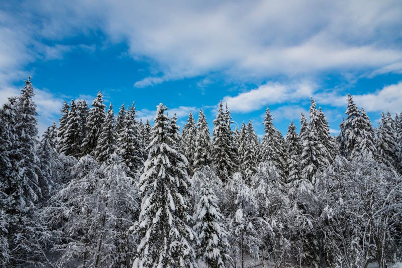 Pine Forest at Wintertime, Big Snow on the Trees Stock Photo - Image of ...