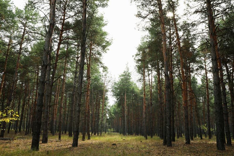 Pine Forest on a Wonderful Bright Day Stock Image - Image of ...