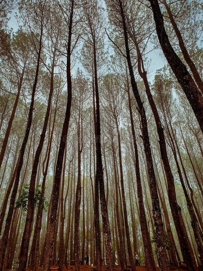 Pine Forest Yogyakarta stock image. Image of world, nature - 215074693